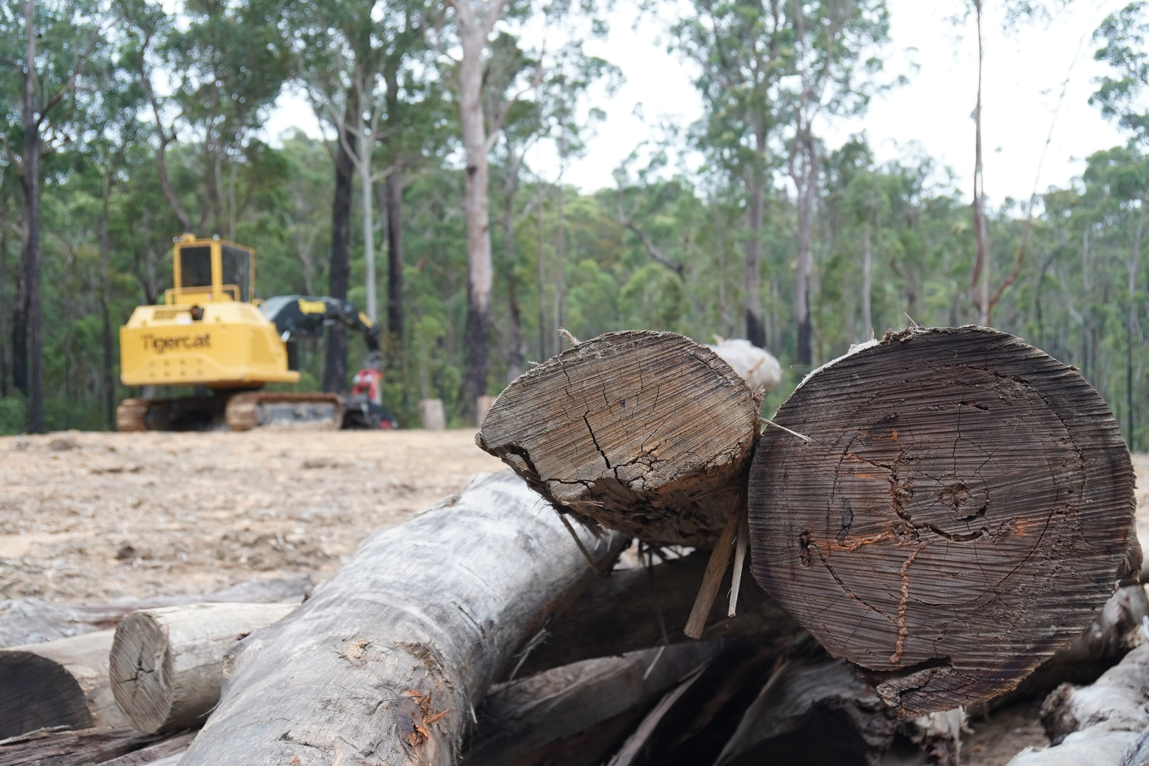 NSW one of last states to allow native forest logging, but timber ...
