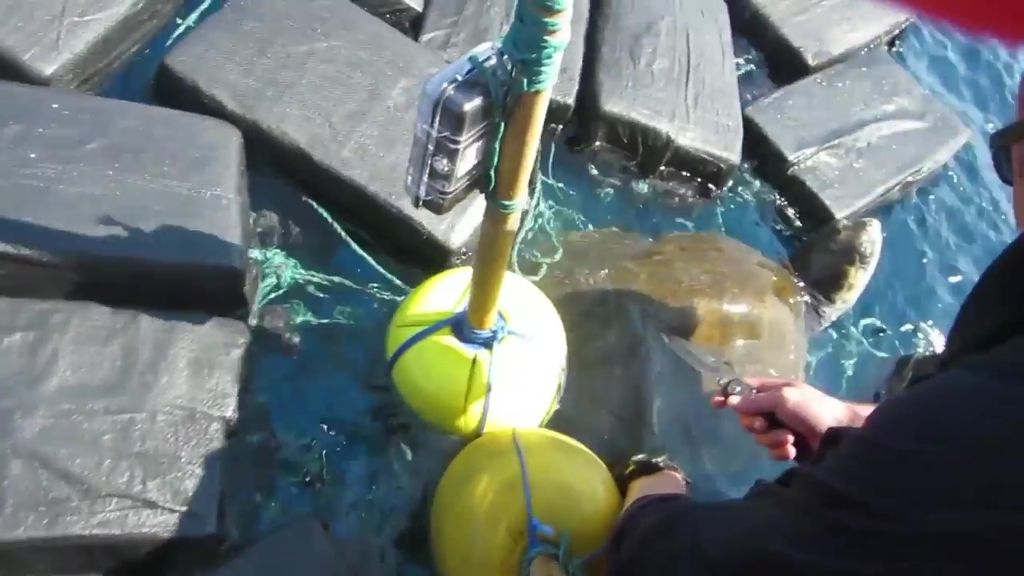 Coast Guard rescues turtle trapped in floating cocaine bales - ABC News