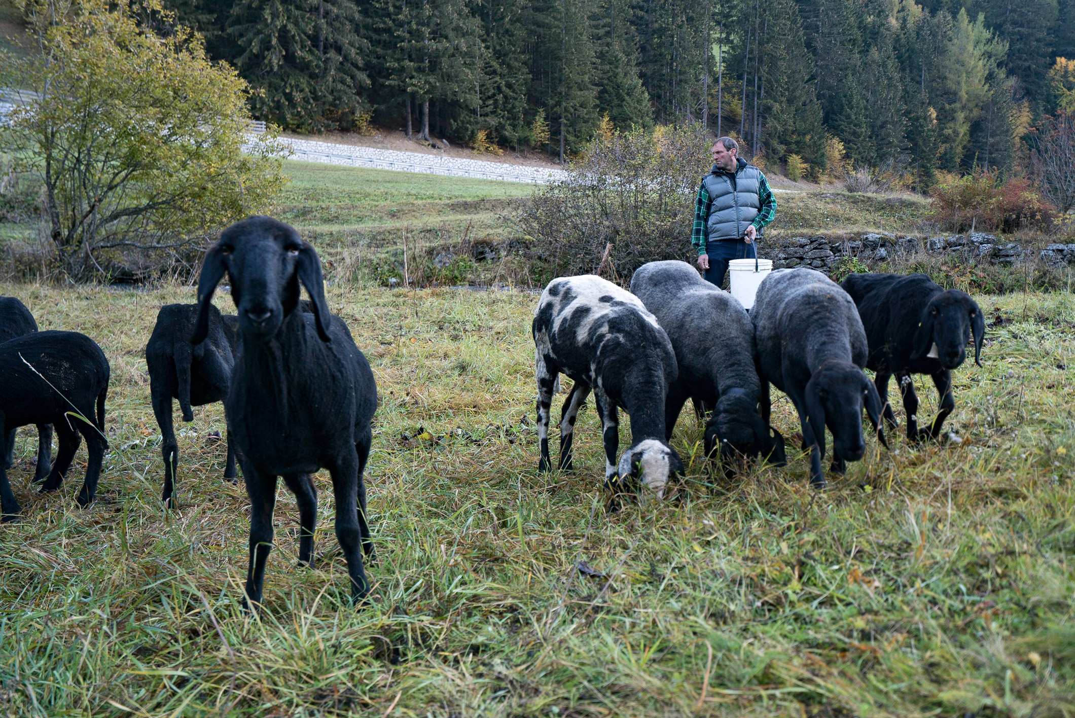 Europe's wolves once again under threat as protections lift - ABC News