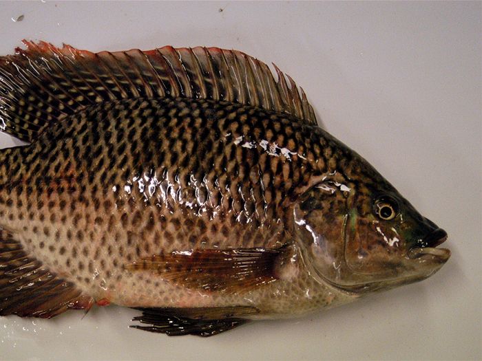 Seafood stoush after imported tilapia fish gets 'bream' trademark - ABC ...