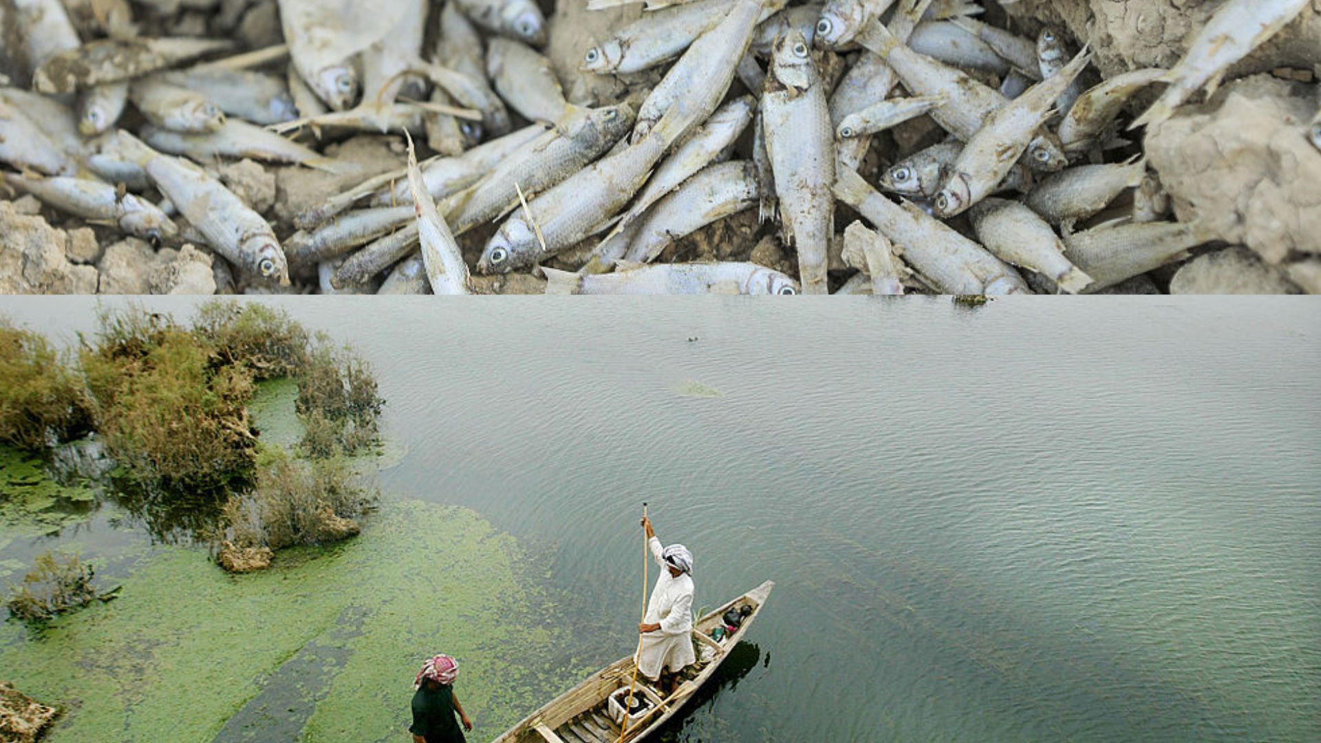 The Garden of Eden was in Iraq's marshes – now it’s being destroyed by climate change - ABC listen