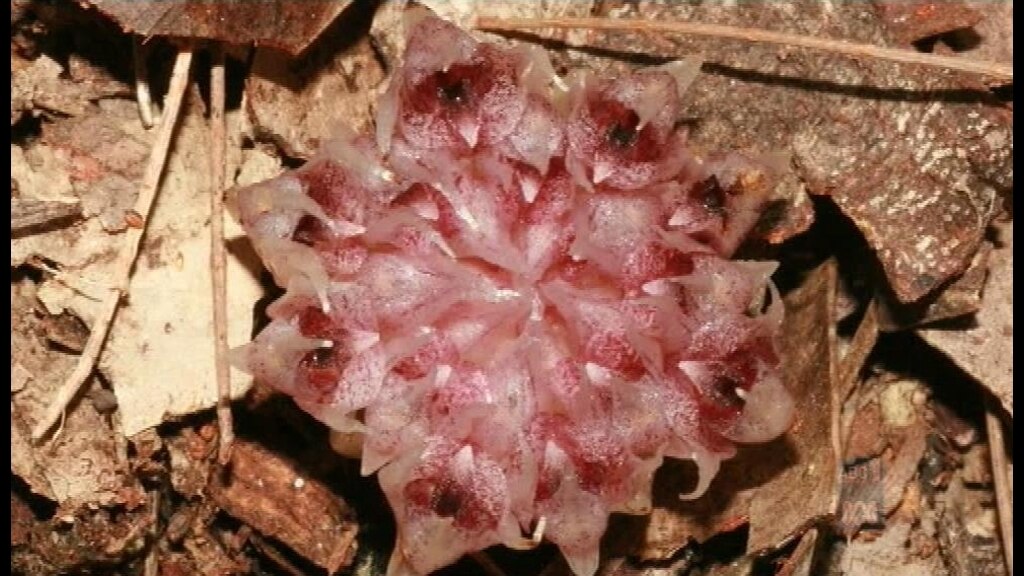 Rare NSW flower blooms - ABC News