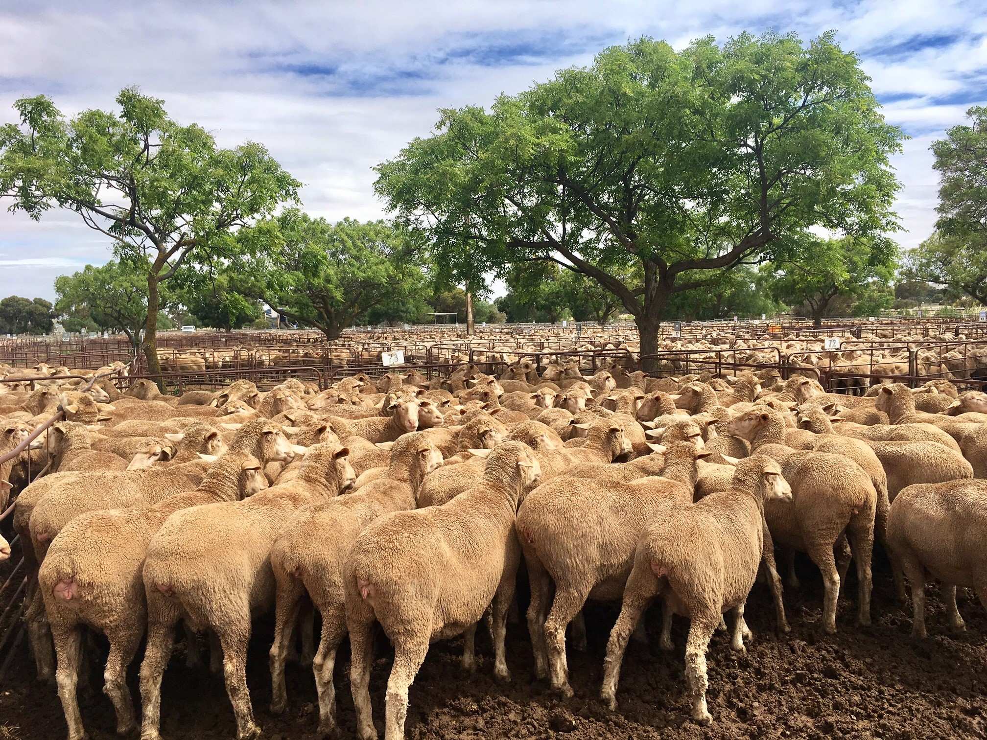 The end of an era for outgoing Livestock SA stalwart Geoff Power - ABC News