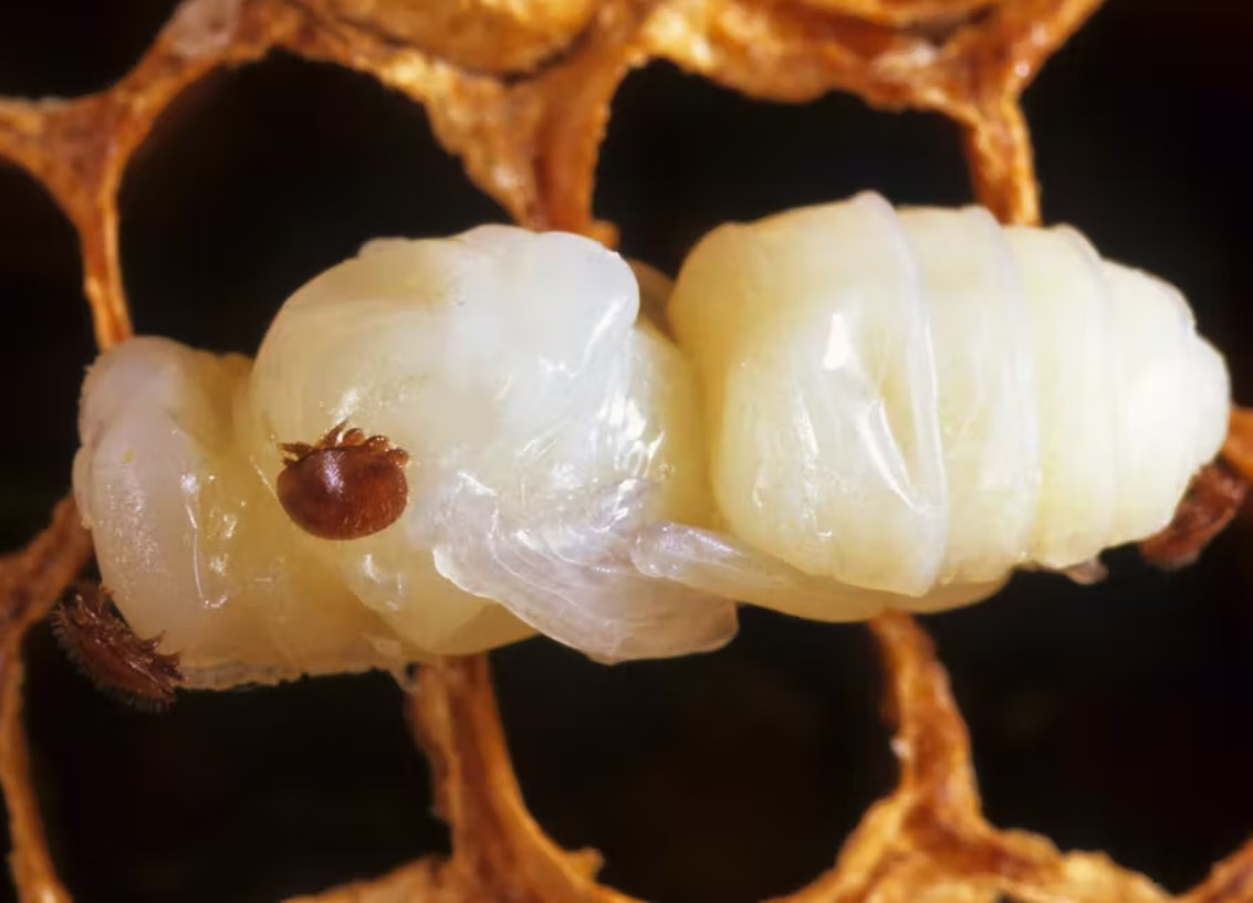 Invasive Asian honey bees' survival may help researchers save ...