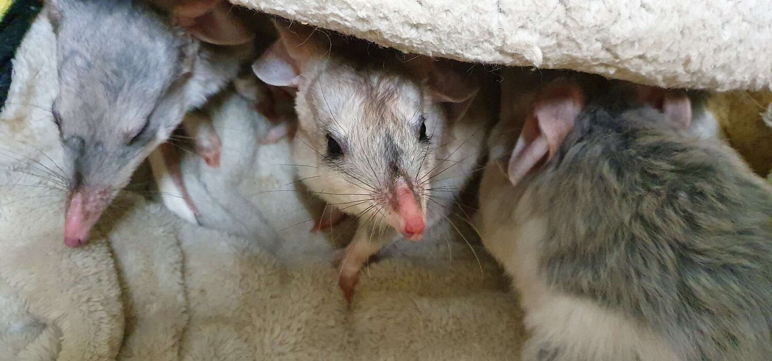 Endangered bilby numbers bouncing back in Charleville - ABC News