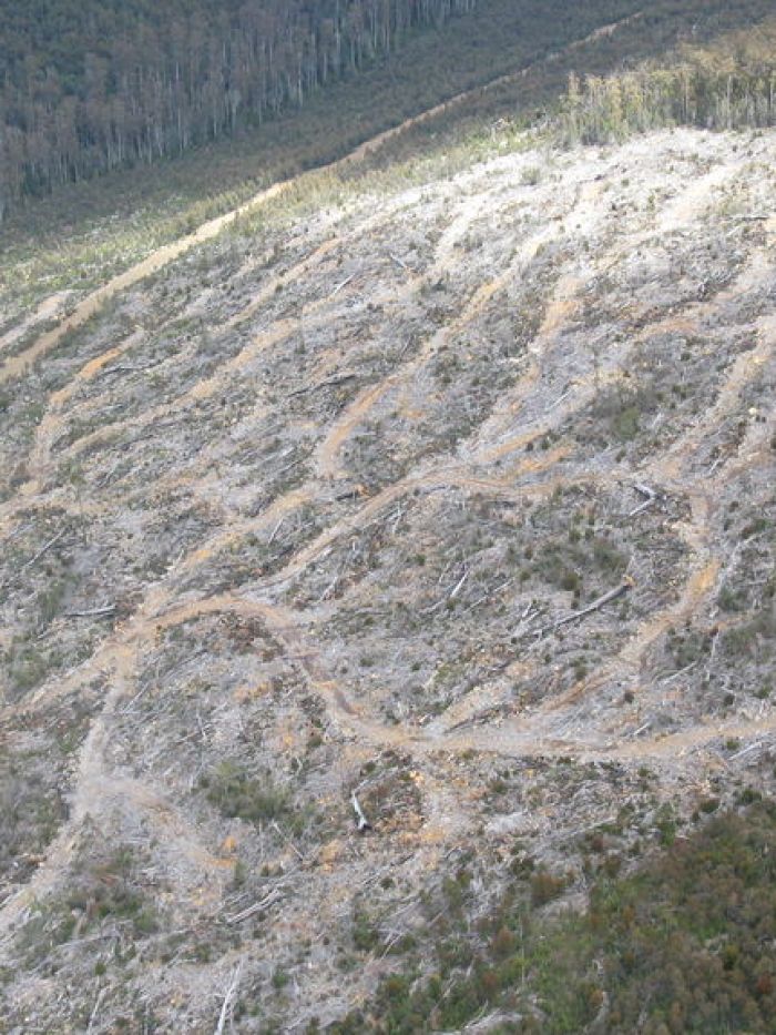 Study questions locking up forests for carbon storage - ABC News