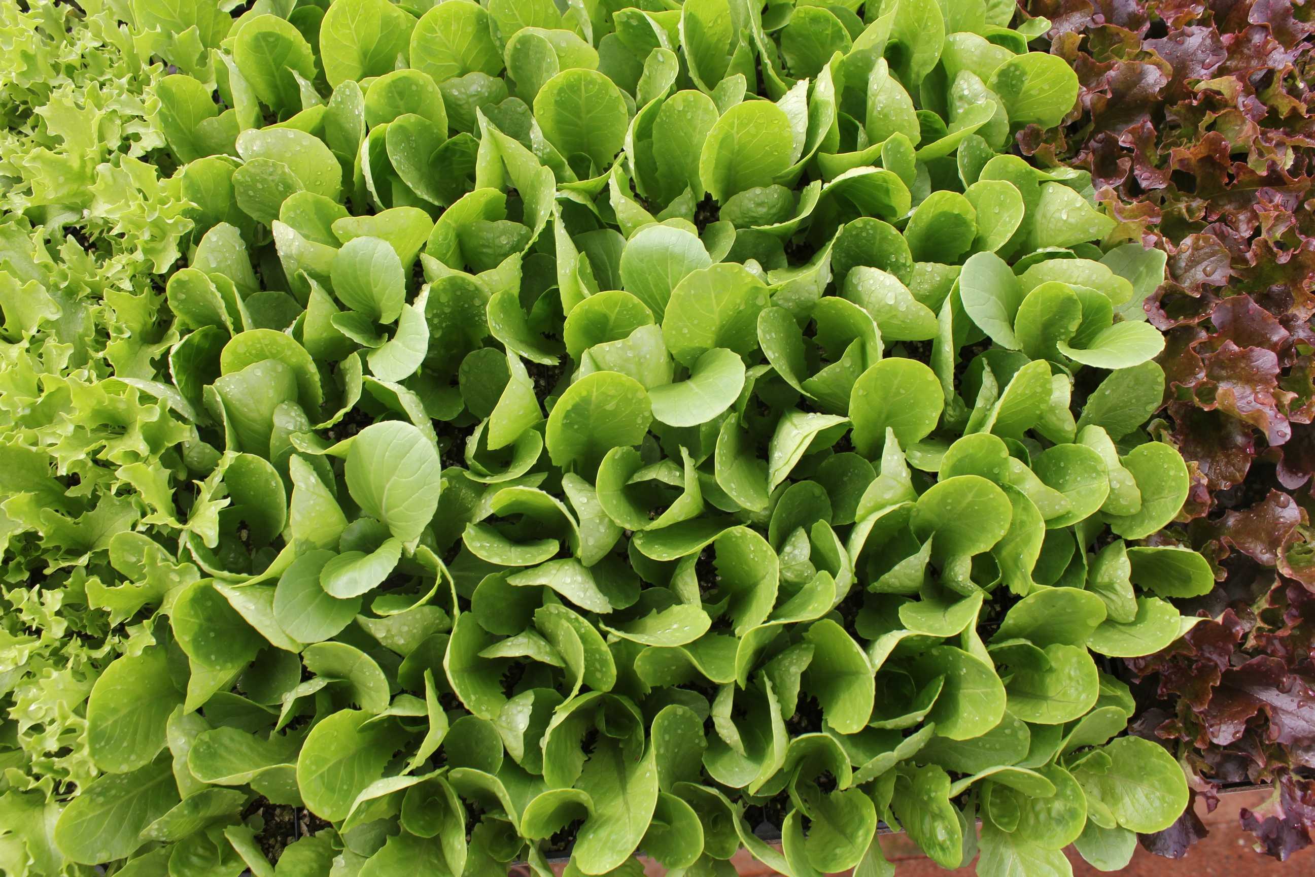 Central Australian lettuce farm recovers after 'horrific' summer - ABC News