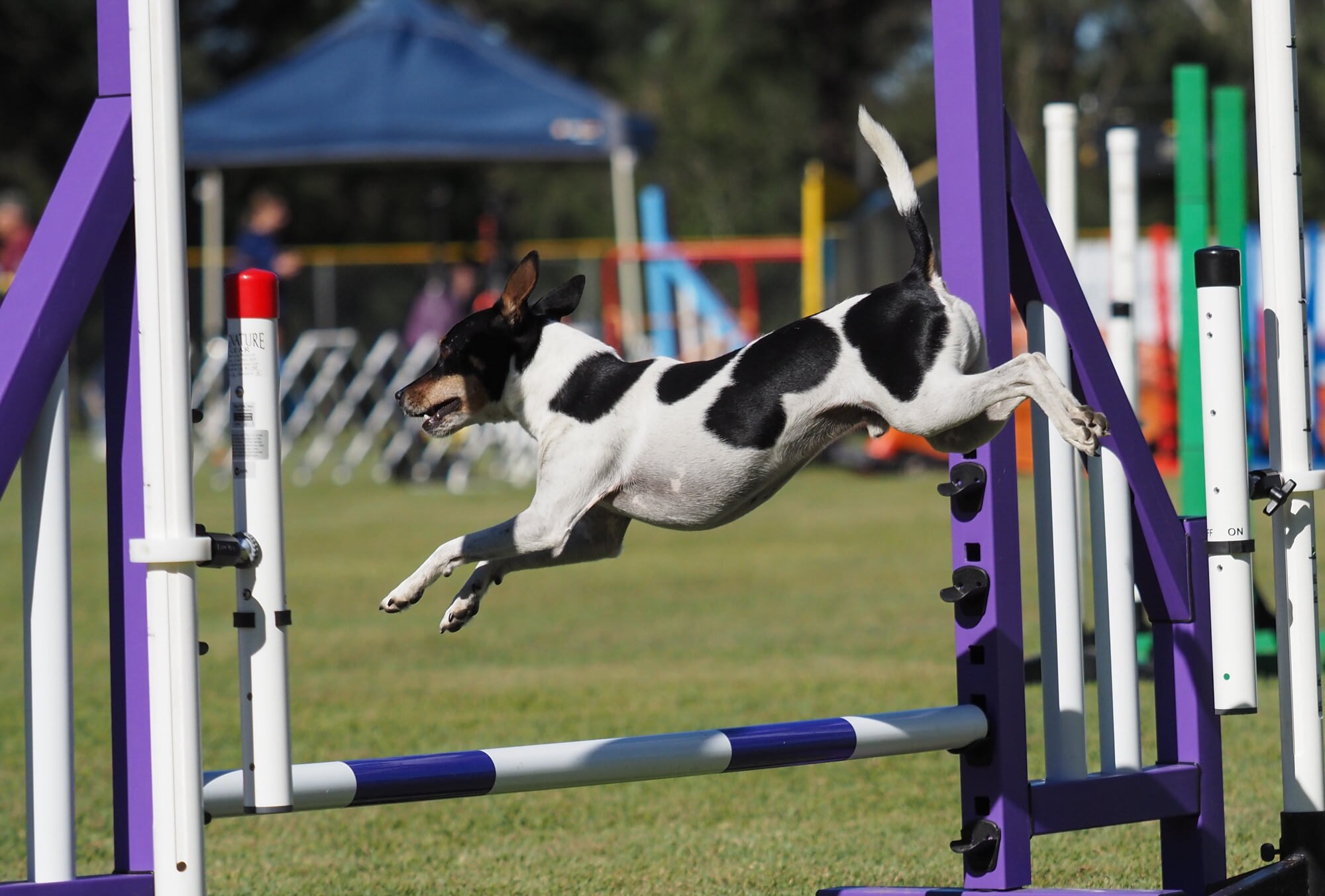 Rescue dog Spryte goes from 'boisterous little fella' to champion dog ...