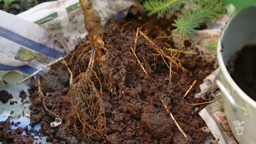 Transplanting Tips - Gardening Australia