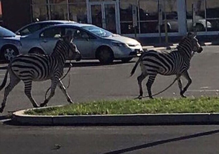 Zebras go on run after escaping from UniverSoul Circus in Philadelphia ...