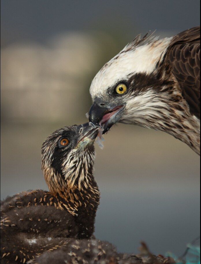Artificial nests built to help save rare eastern osprey birds on Eyre ...