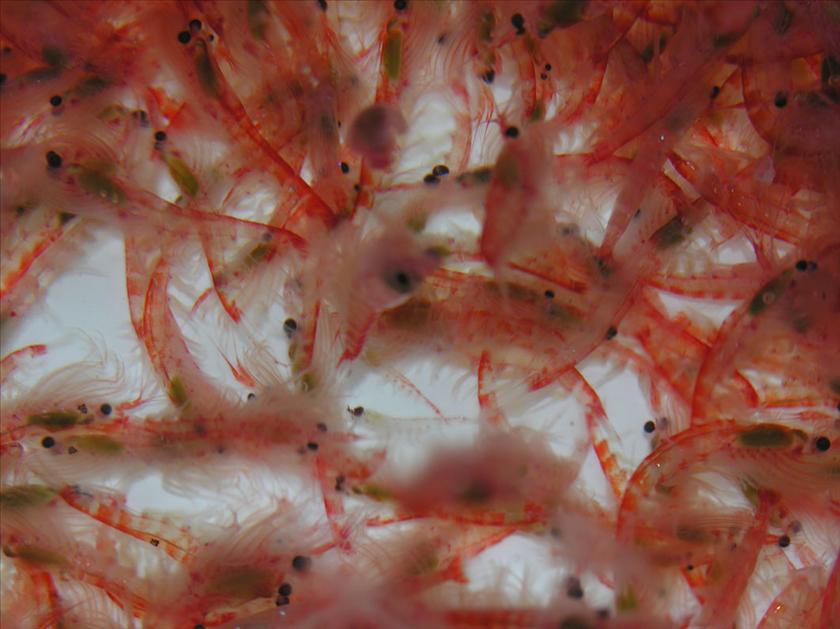 Krill on the decline in Antarctica - ABC listen