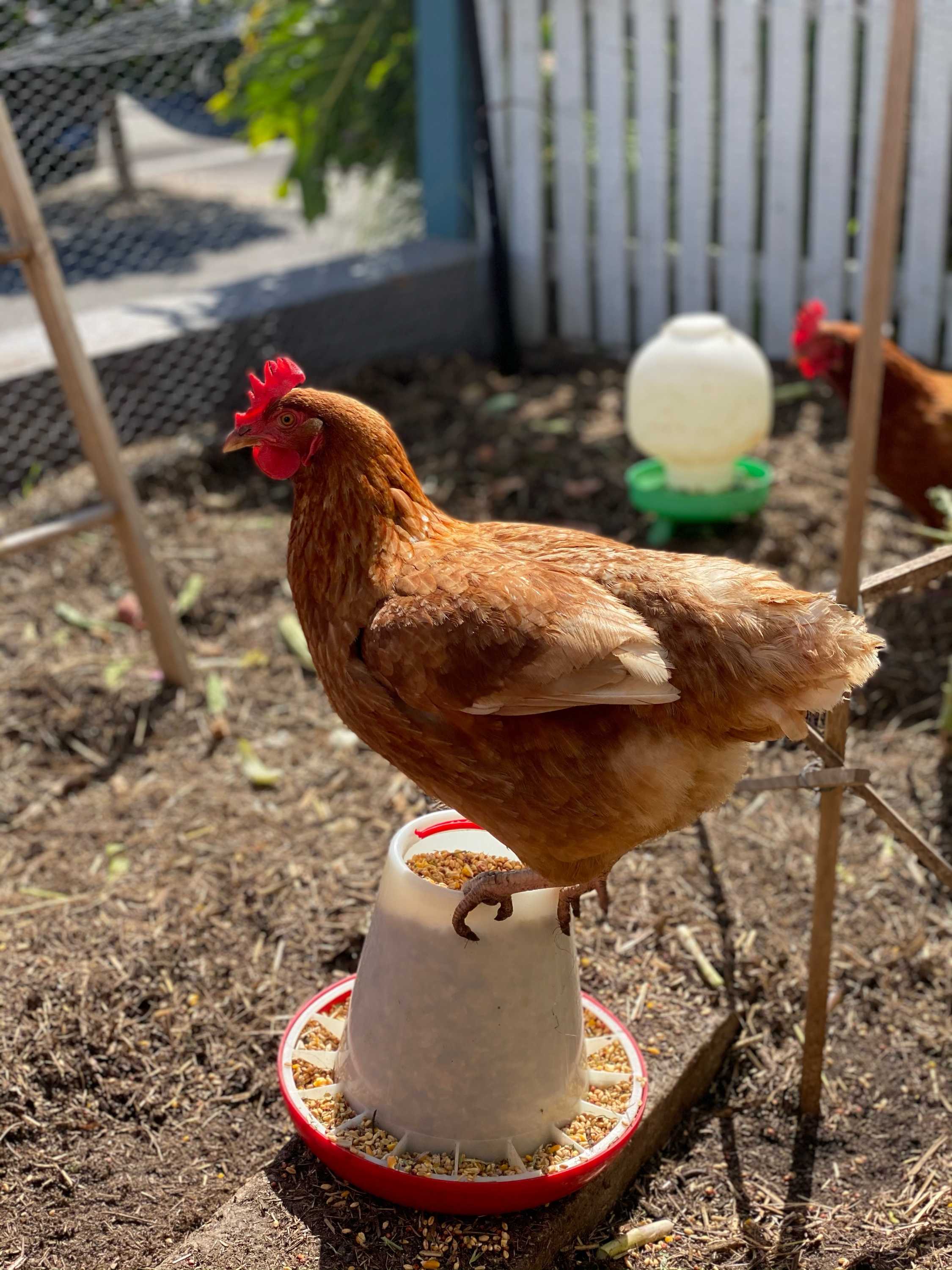 The small acts of kindness bringing Melbourne's suburbs together during ...