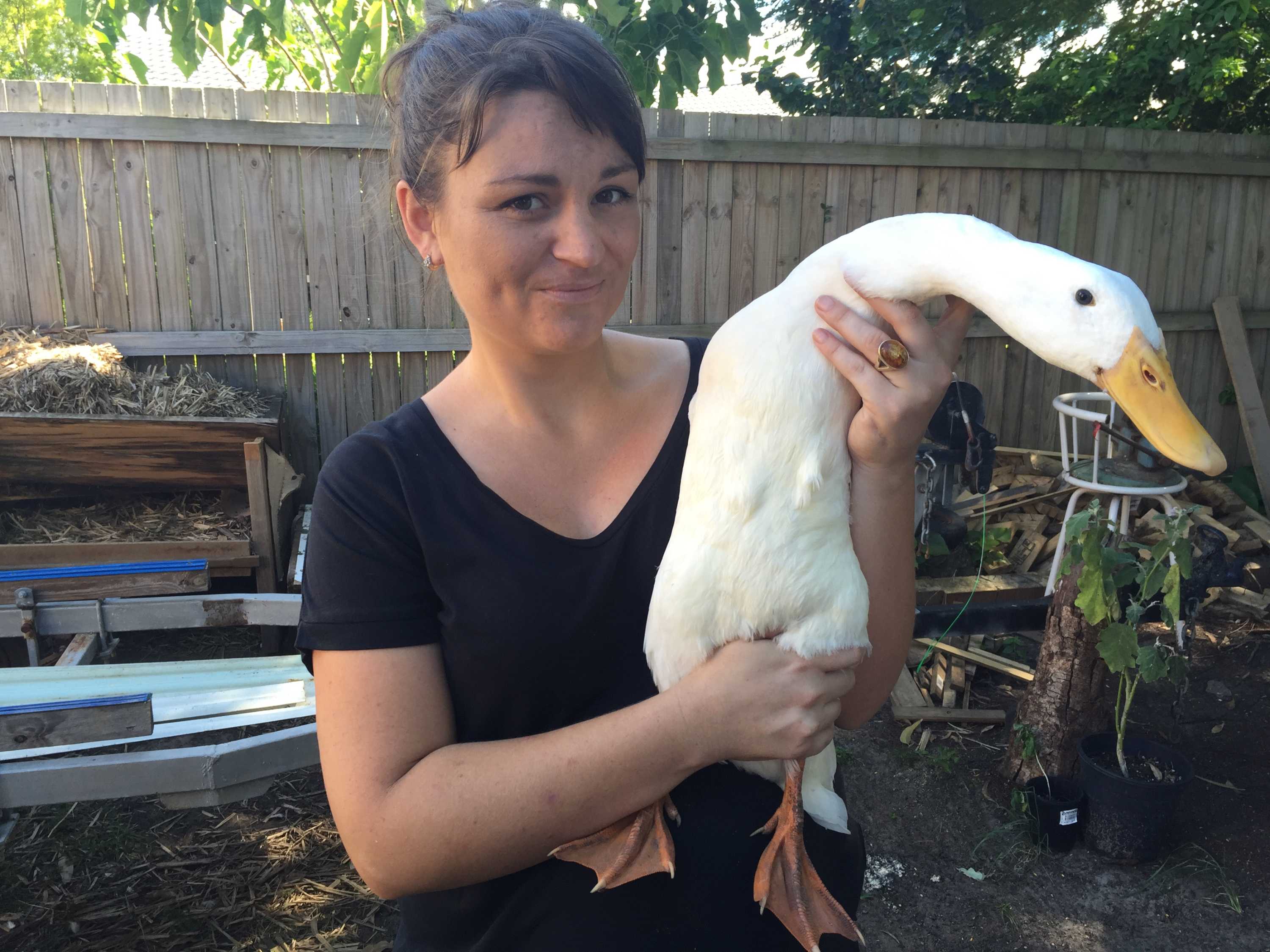 Angry birds have pregnant Gold Coast woman ducking for cover in own ...