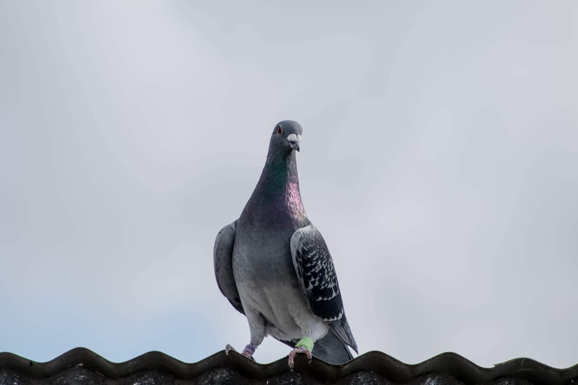 Victorian pigeon racing event to mark death of Queen Elizabeth II - ABC ...