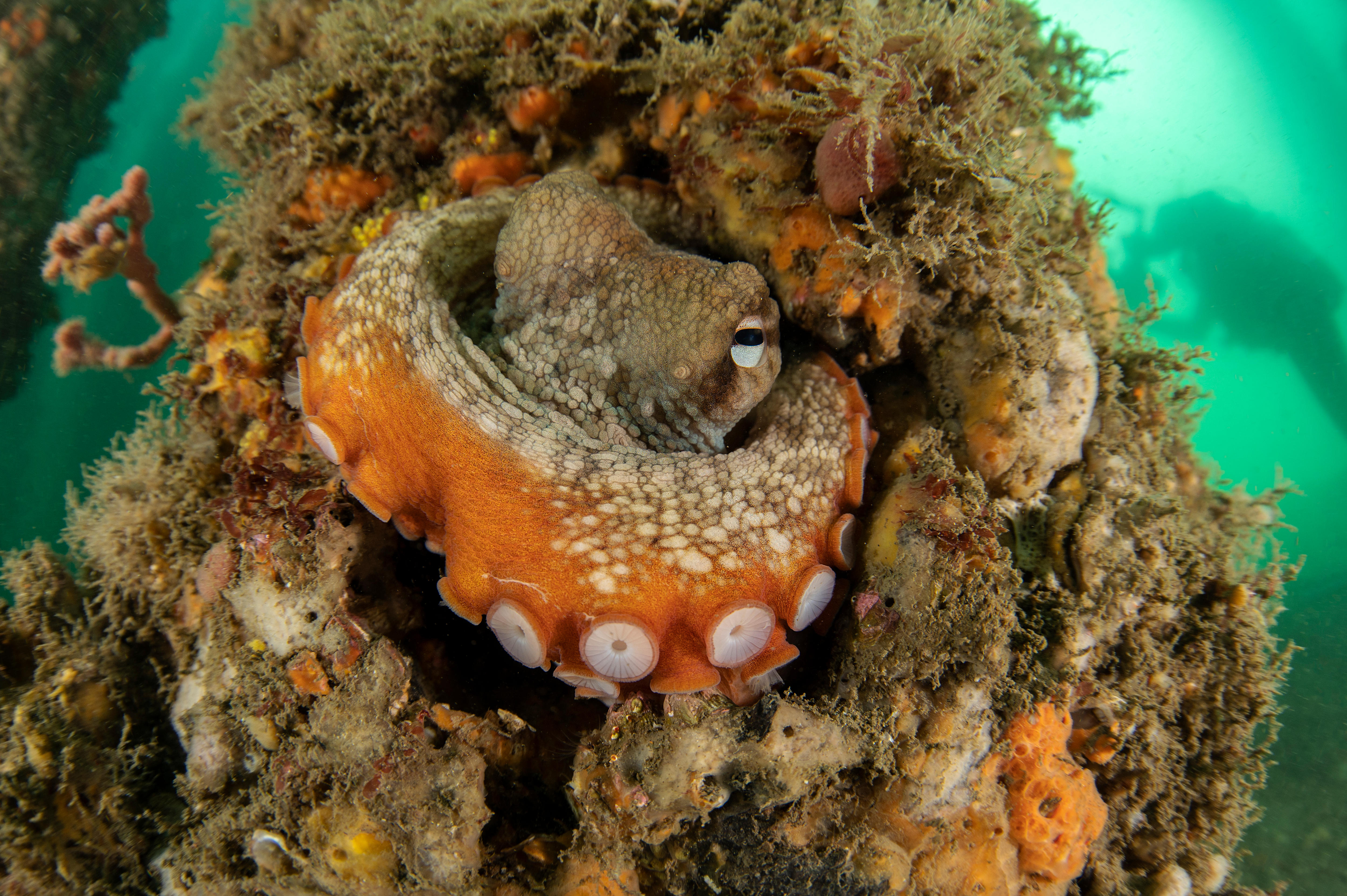 Octopuses, lobsters and crabs are recognised as 'sentient' in the UK ...