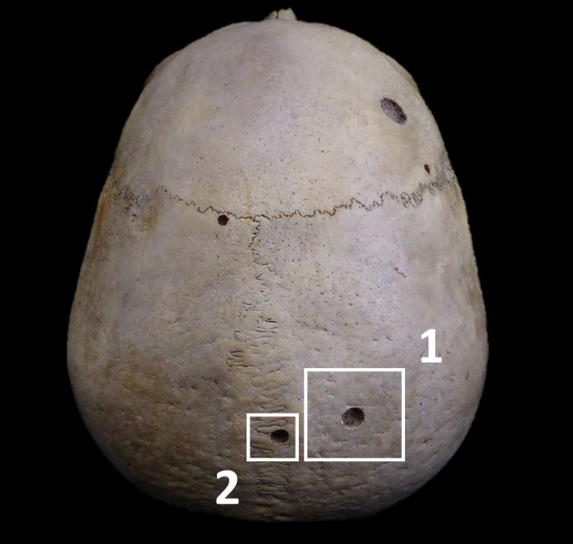 Nightlife Science with Wendy Zukerman - ABC listen