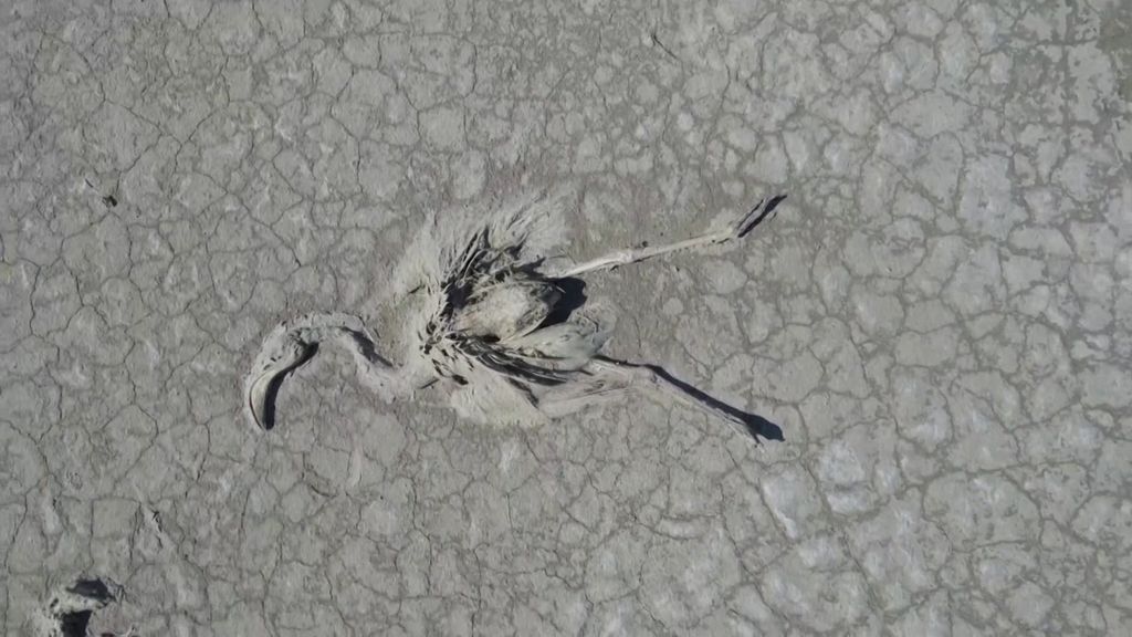 Drone footage shows thousands of dead flamingos in Turkey's Lake Taz ...