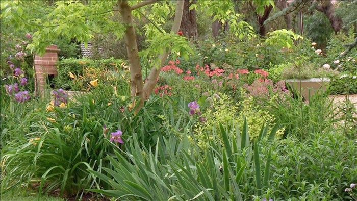 Plant Profile | Ivory Curl - Gardening Australia