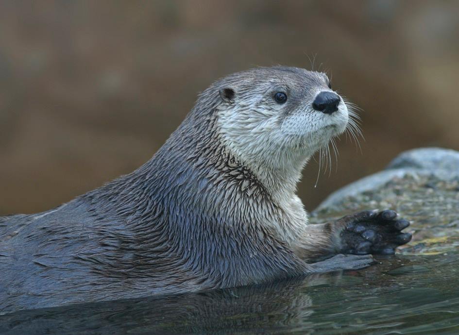 Calgary Zoo: Otter drowns after getting tangled in pair of pants - ABC News