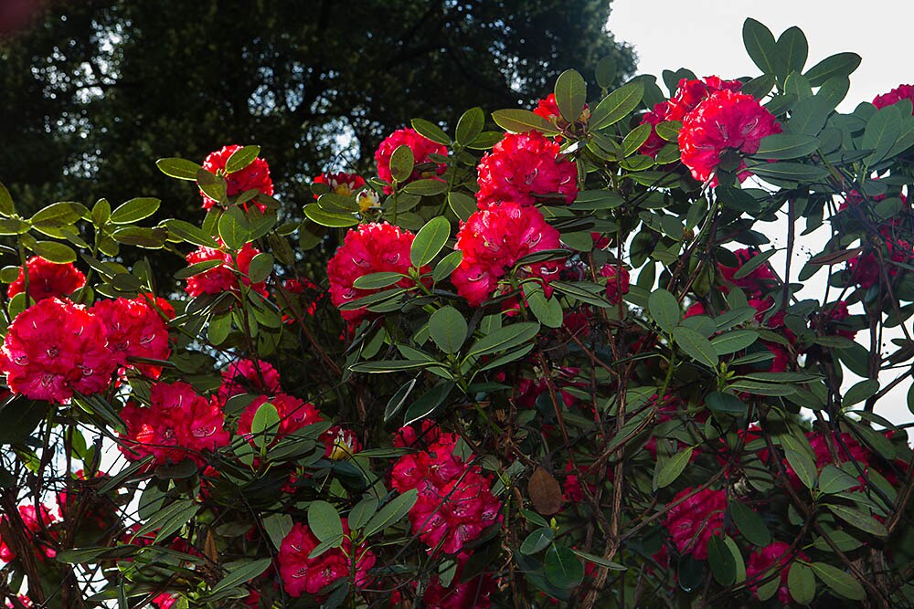 Tasmania Saturdays with Mel Bush - ABC listen