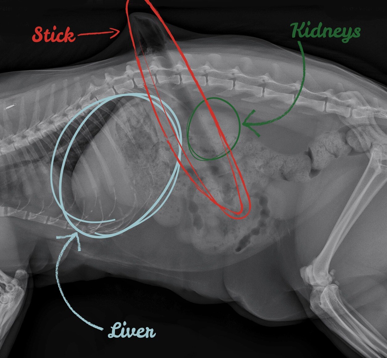 Patting could save your pet's life after owners detect 17.5 centimetre ...
