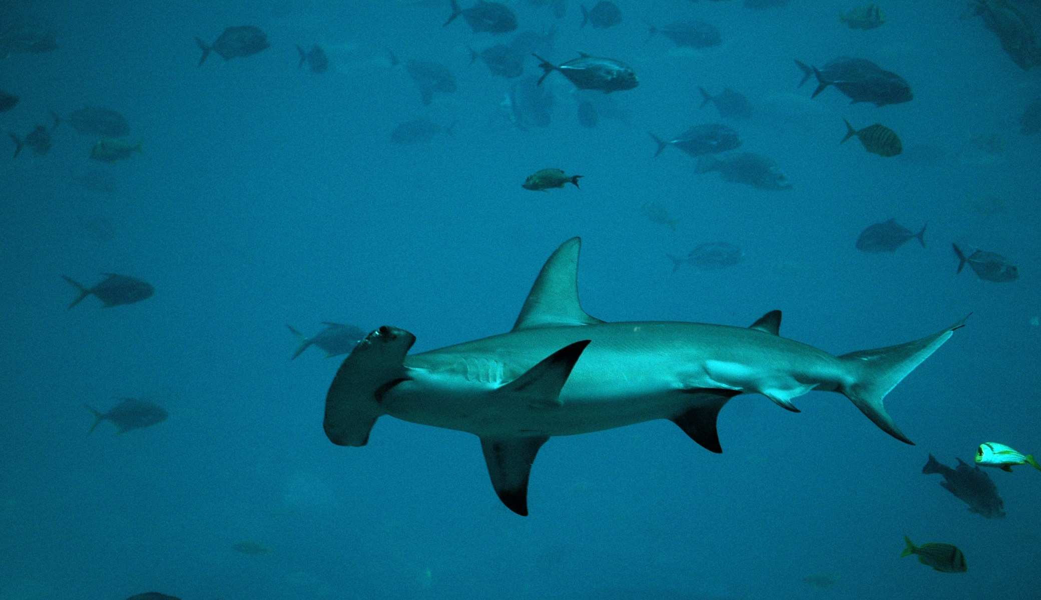 Plea for global action to save reef sharks and rays from extinction ...
