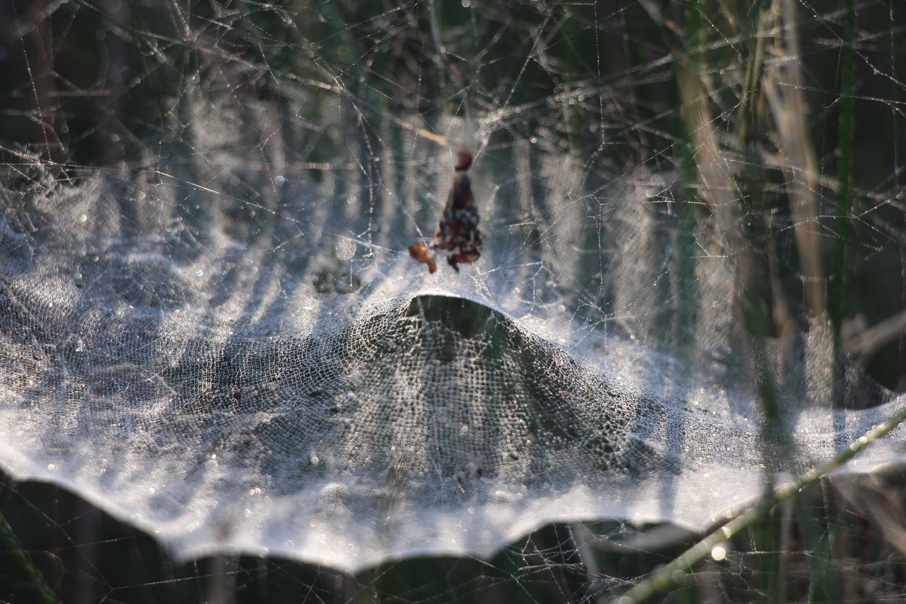 Spider web spectacle enthrals early morning walkers in nature reserve ...