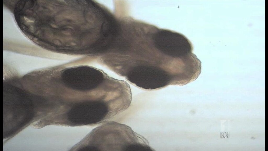 Mystery remains over two-headed fish - ABC News