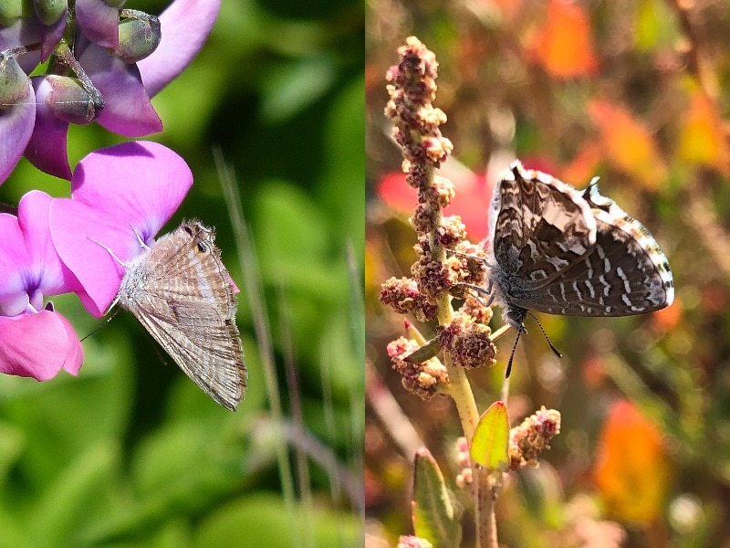 Butterfly spotter's guide for south-eastern Australia as spring ...