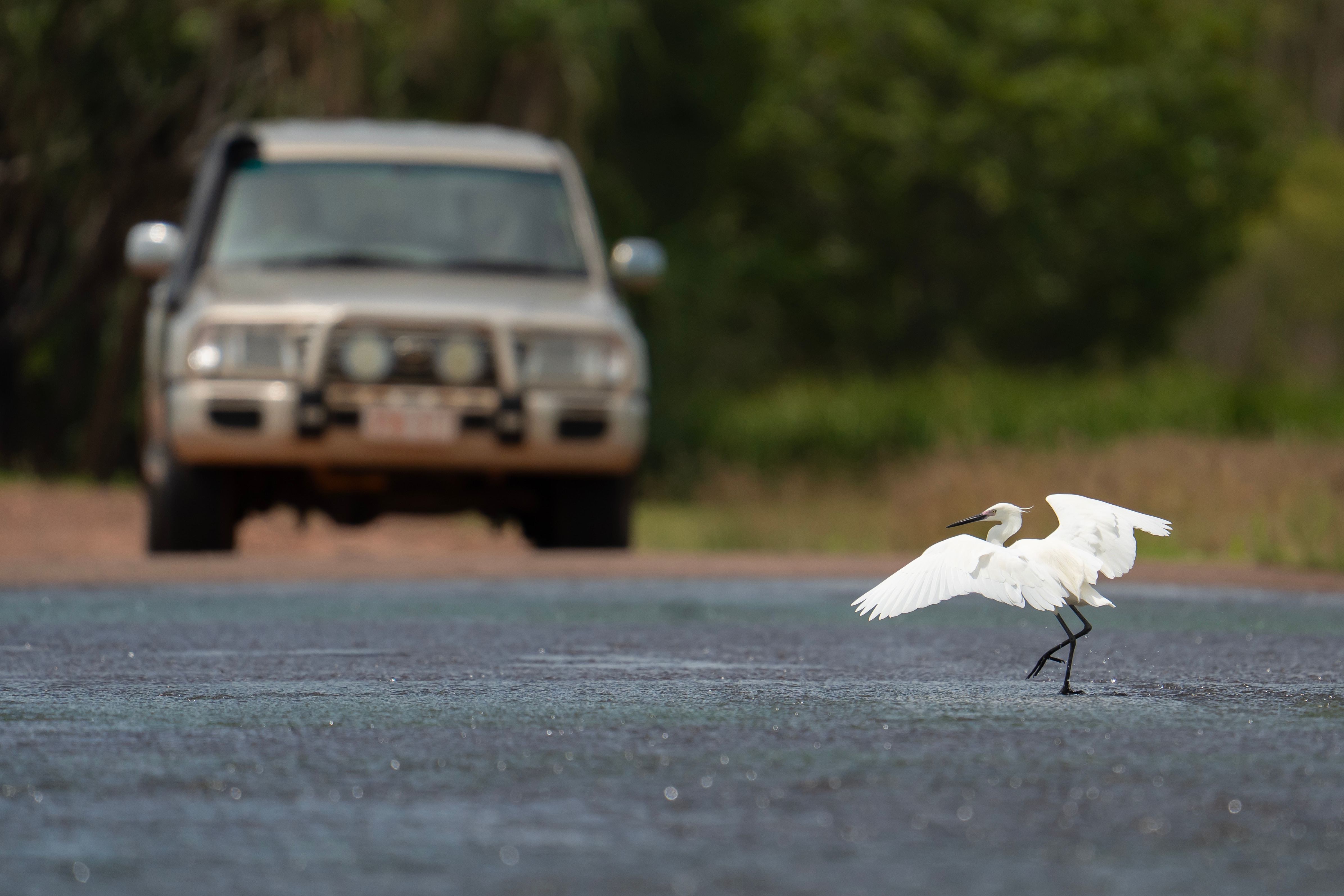 Top End dams overflow as parks come to life in the wake of Cyclone Fina ...