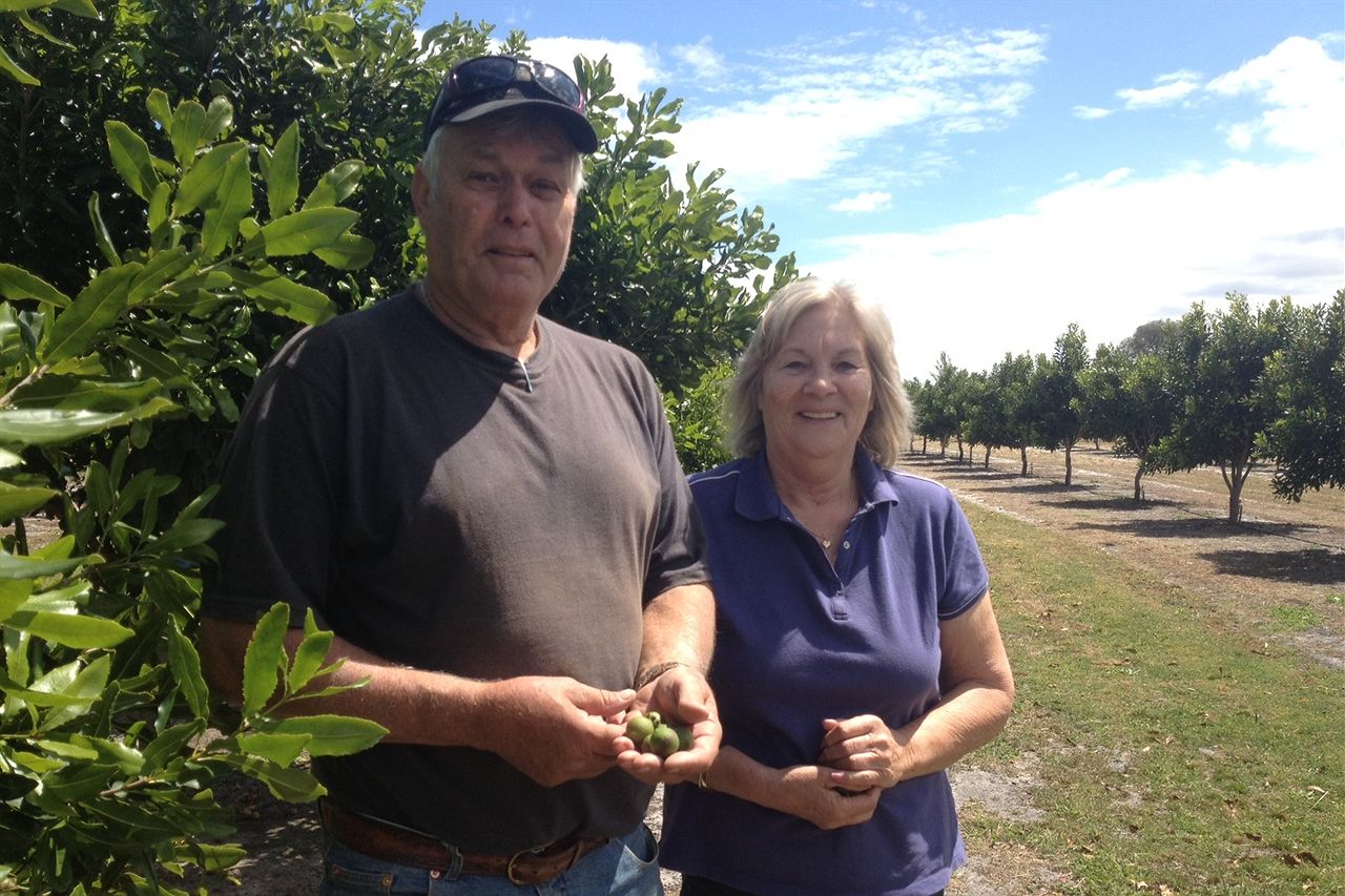 Nuske's nuts about macadamias - ABC News