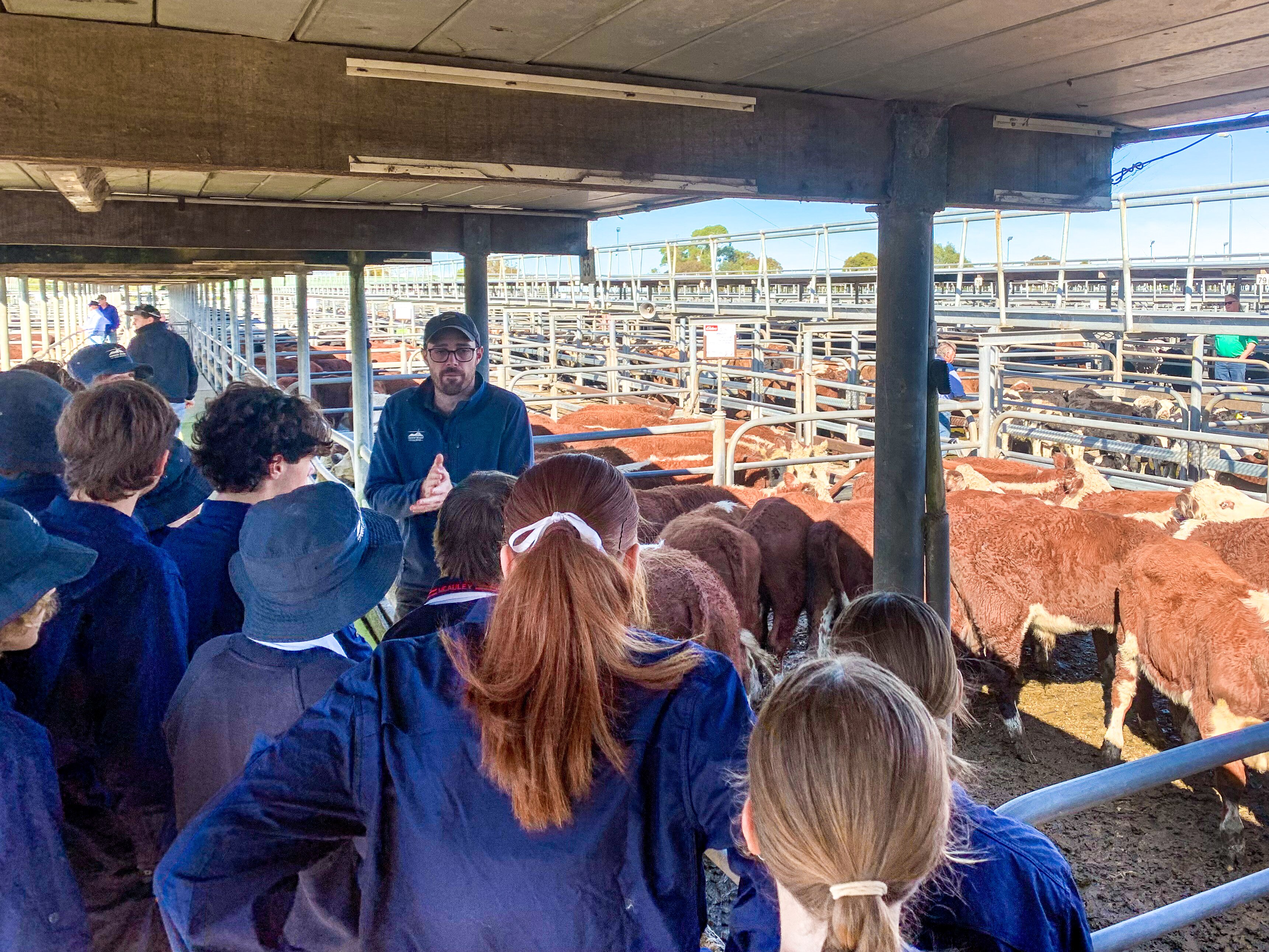 South Australian schools want to bring back agriculture classes, but need teachers - ABC News