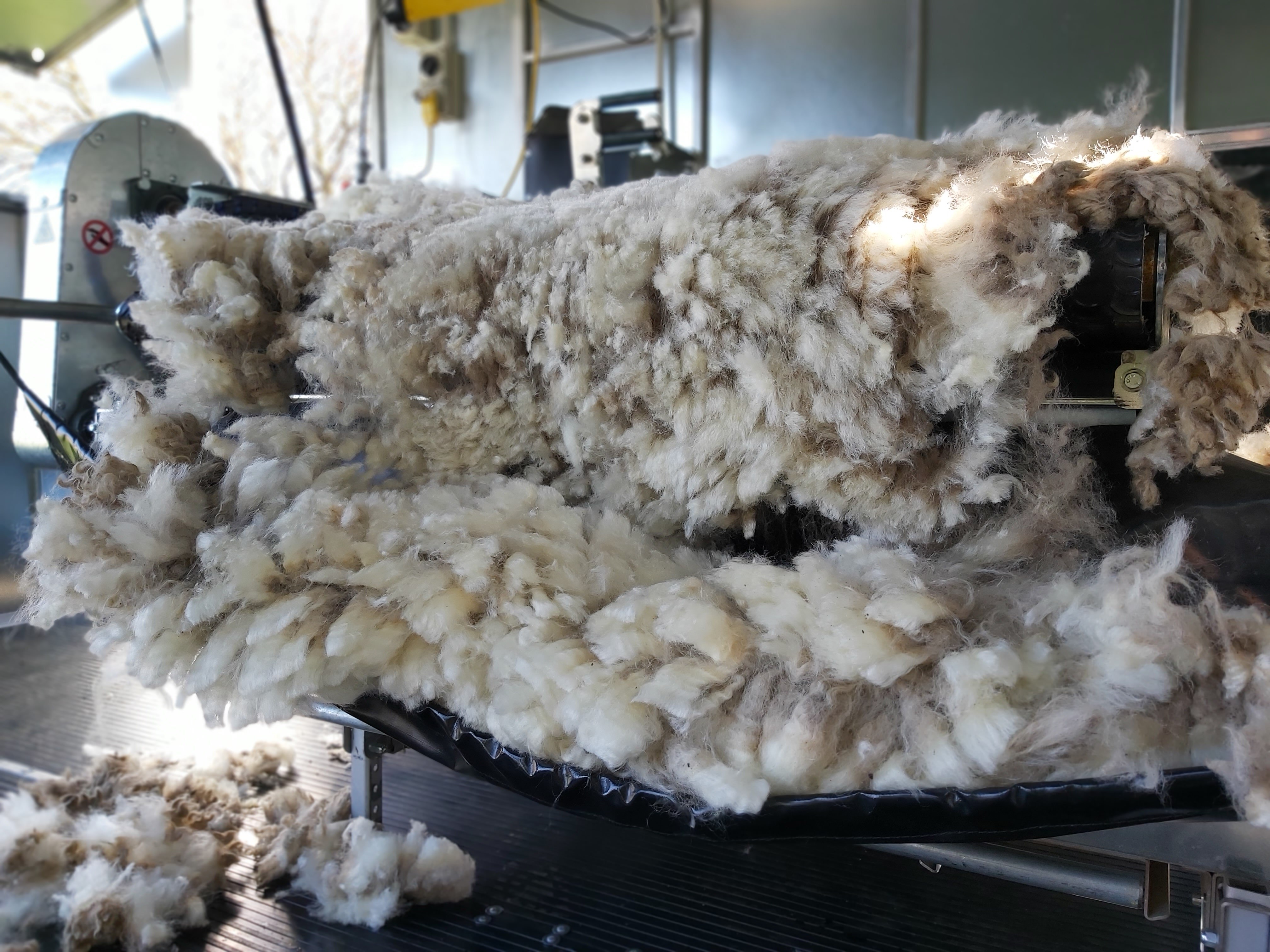 Shearers use mobile shearing platform to find solution to back-breaking ...