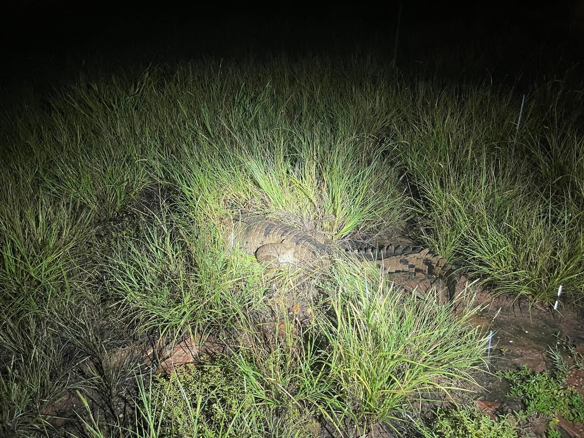 'Massive' crocodile found on the loose in Fitzroy Crossing after WA ...
