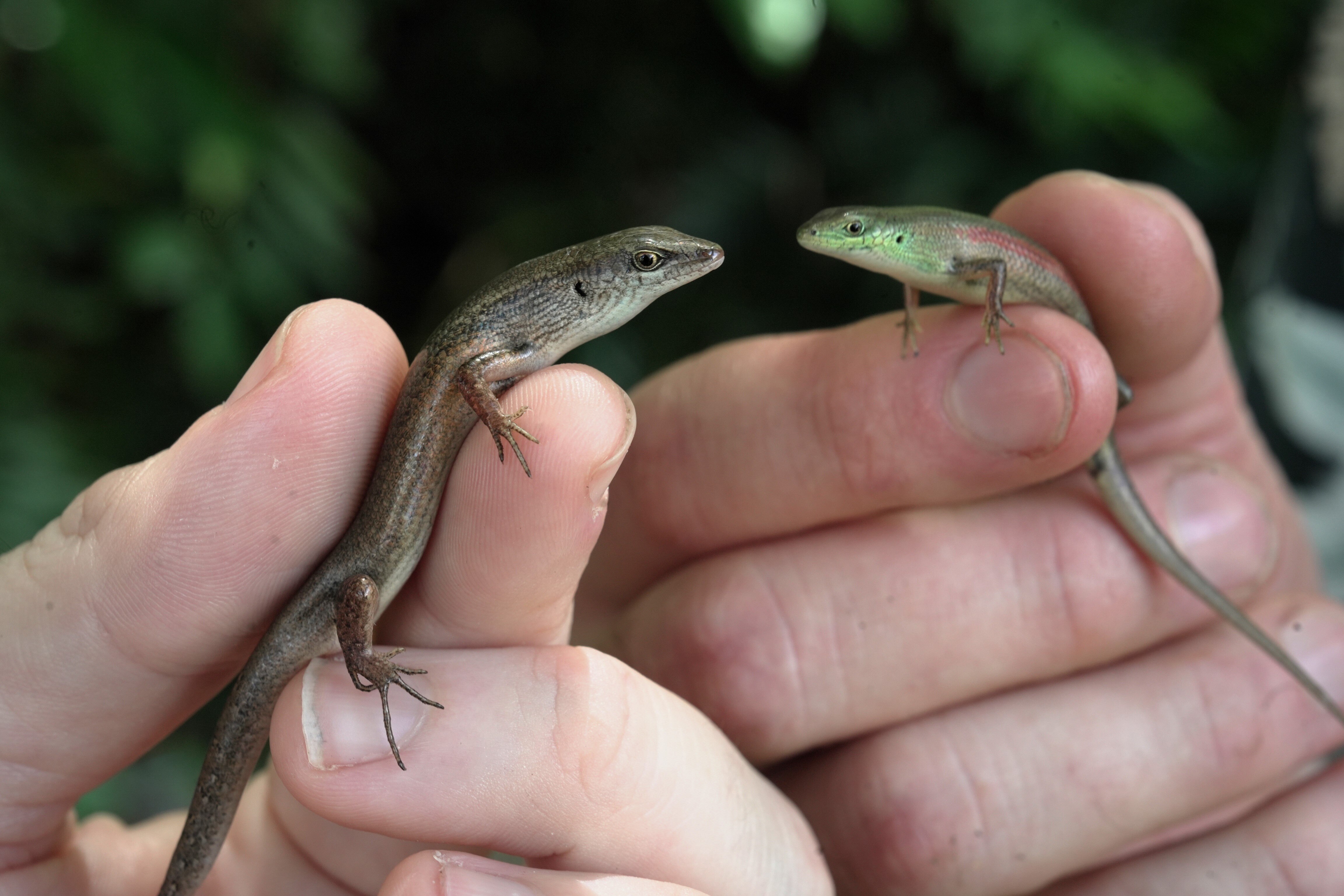 The quest to understand the six-toothed rainbow skink species ...