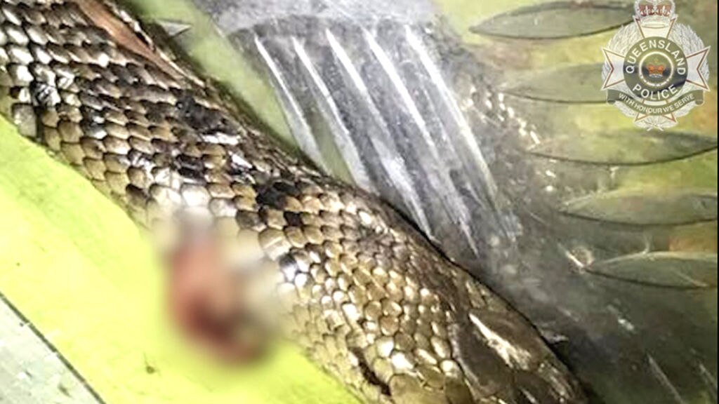 This brown snake attacked a man while he was driving at high speed ...