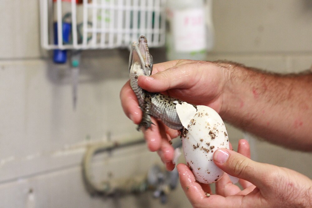 Dozens of baby crocs hatch at Billabong Sanctuary in Townsville - ABC News