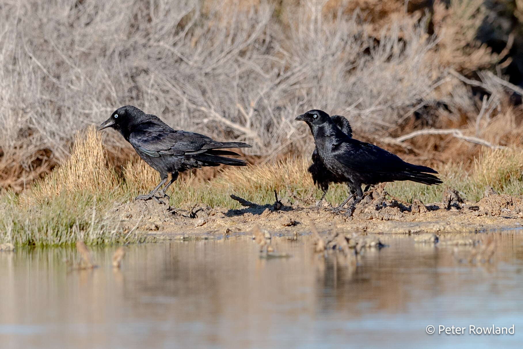 Is it a crow or a raven? Birdwatching tips for identifying corvids ...