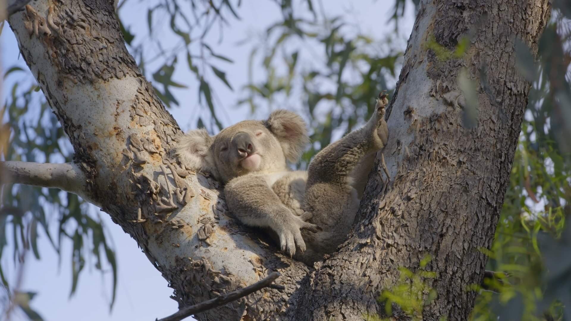 Central Queensland photographer turns koalas into talk of the town ...