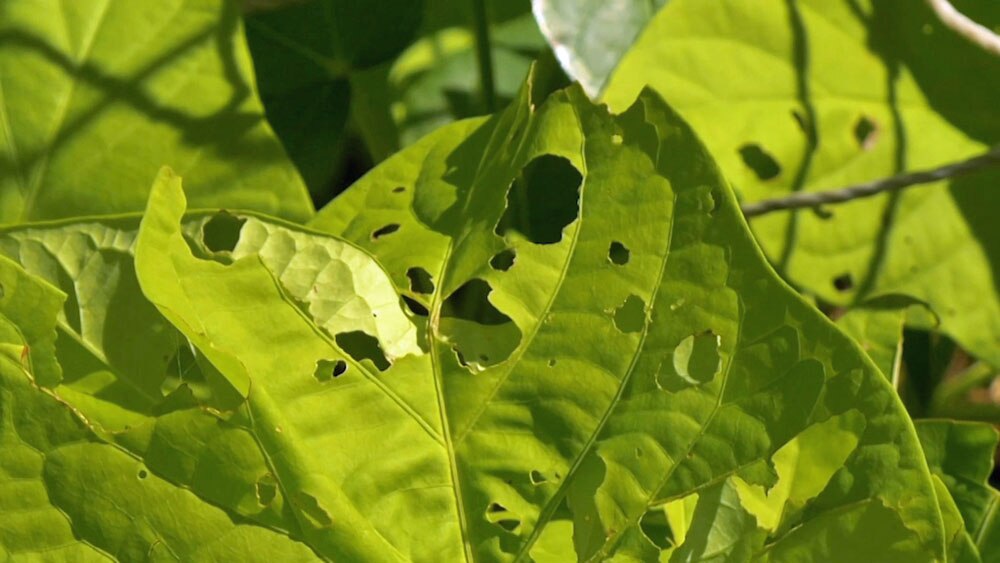 Integrated Pest Management - Gardening Australia