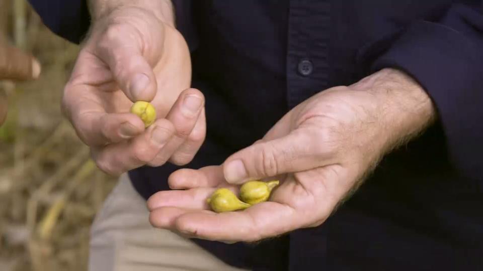 Catalyst: Why you should grow tomatoes in a greenhouse - ABC Education