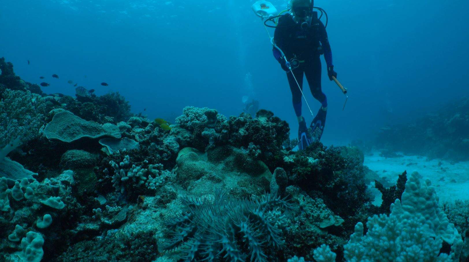 Crown-of-thorns starfish predator hunted by University of Queensland ...