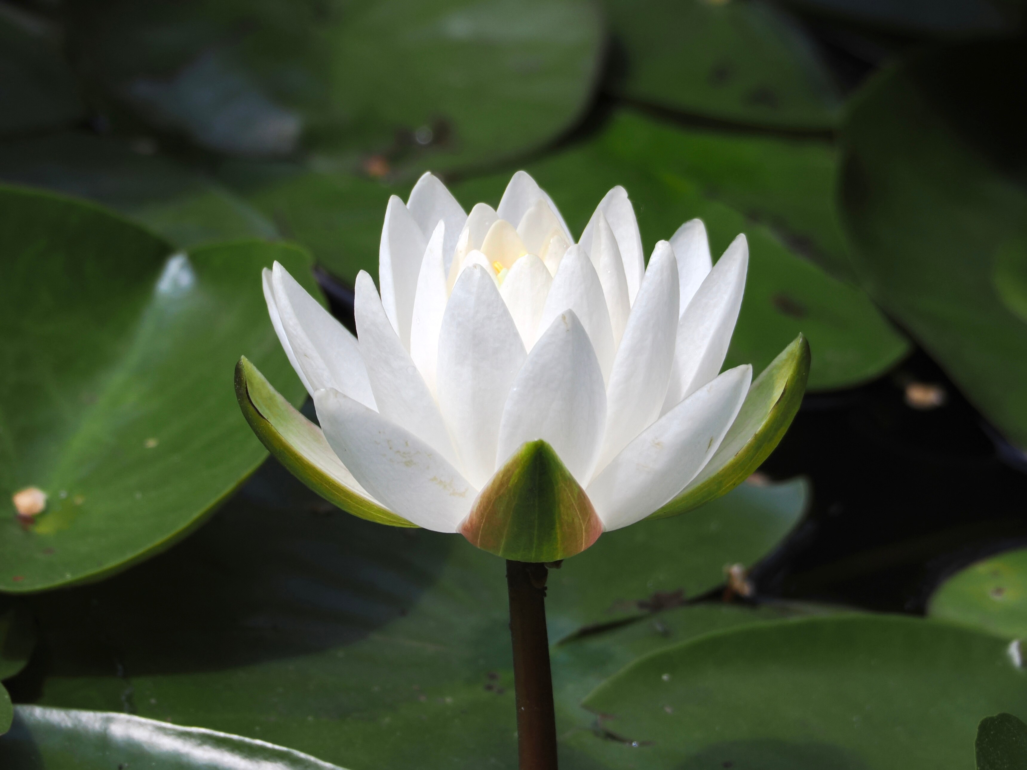 The Minefield with Waleed Aly and Scott Stephens - ABC listen