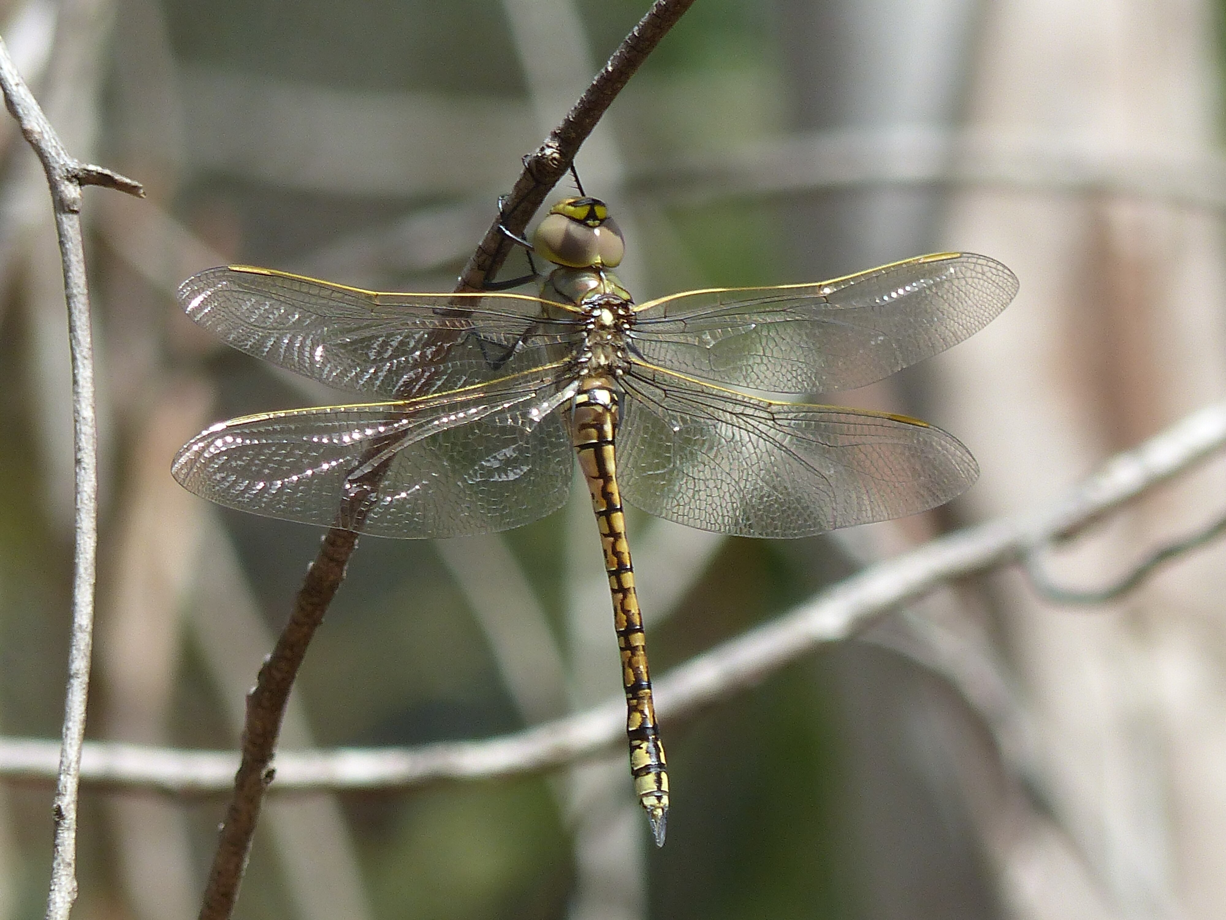 Dragonflies and damselflies: Why these vividly coloured, mosquito ...