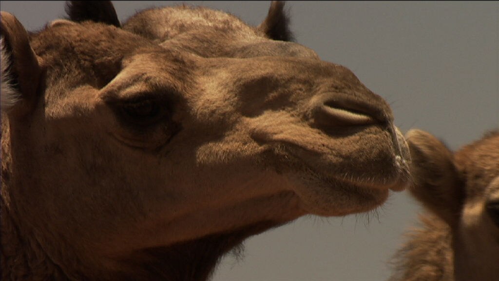 Camel Cull - ABC News