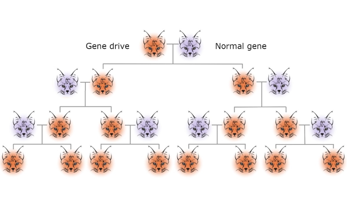 What are gene drives, and how can they help eradicate invasive species ...
