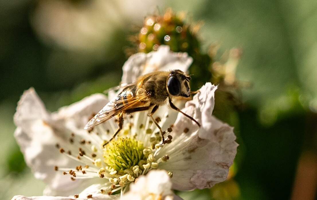 Flower fly pollination could alleviate Australia's reliance on honey ...