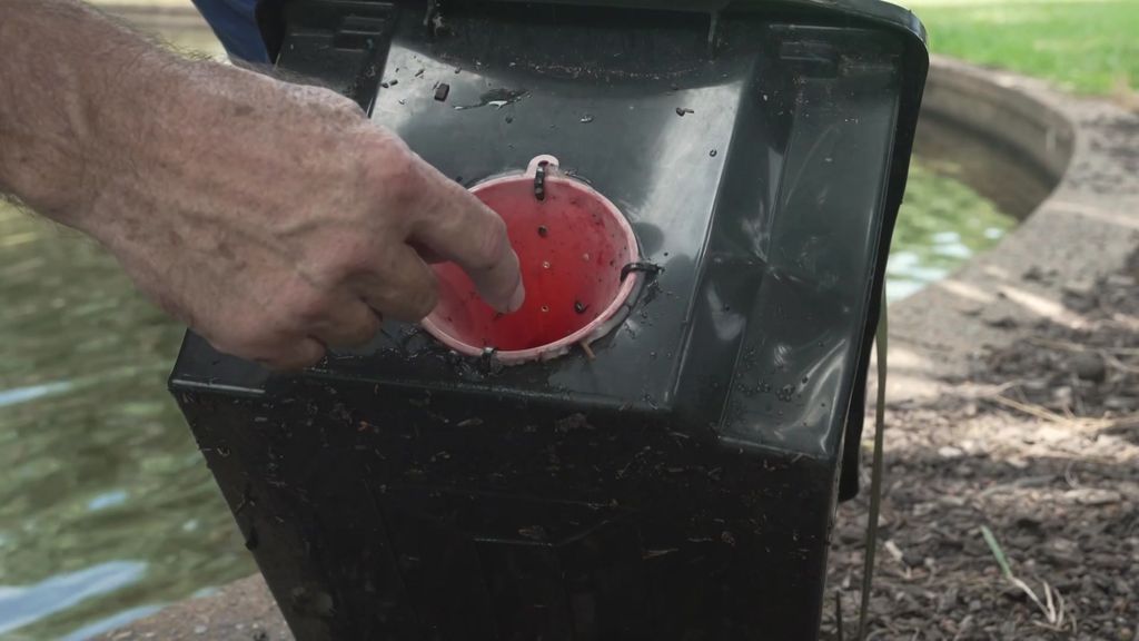 How do cane toad tadpole traps work? - ABC News