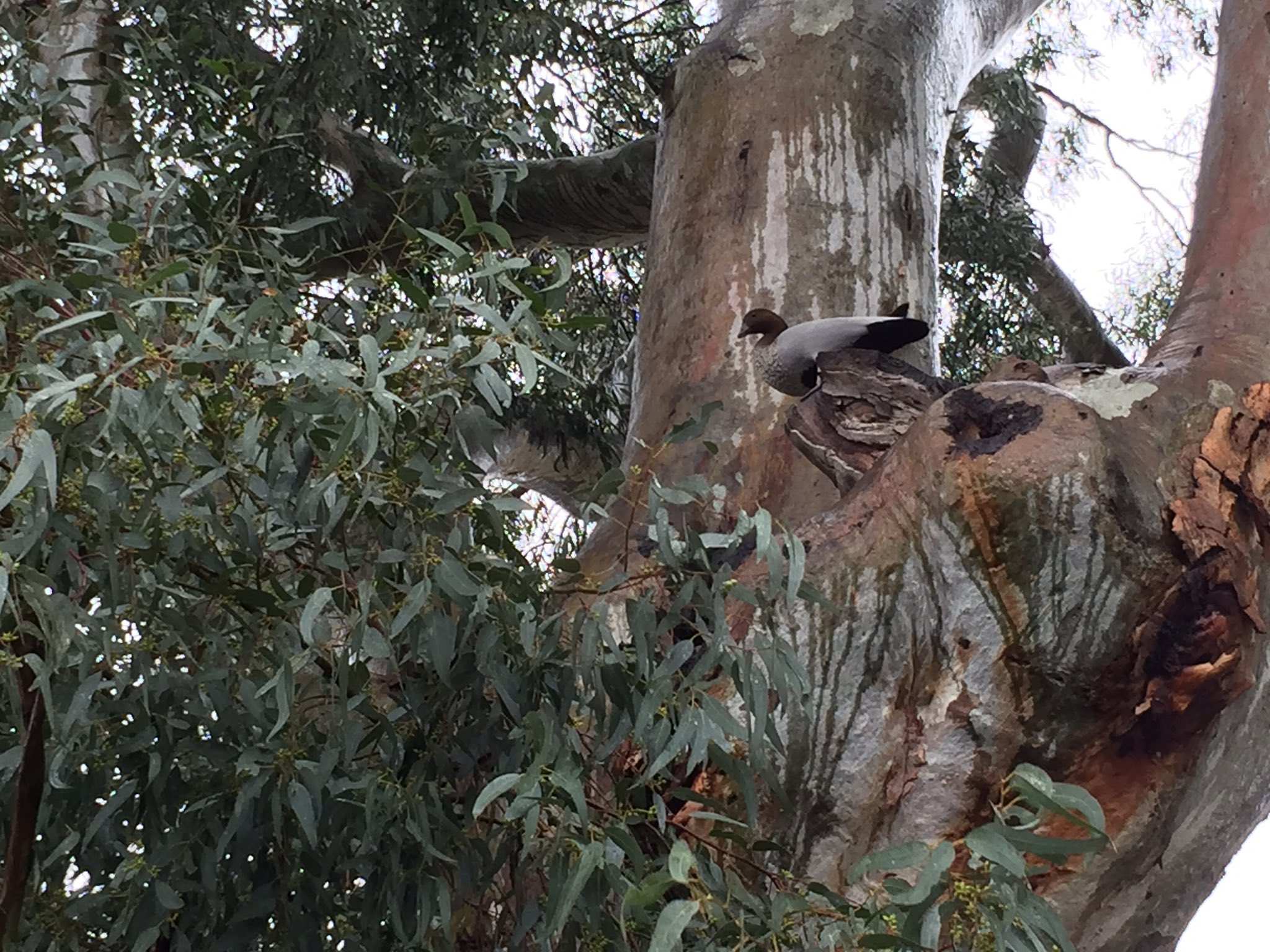 Australian wood ducks find trees fit the bill for nesting - ABC News